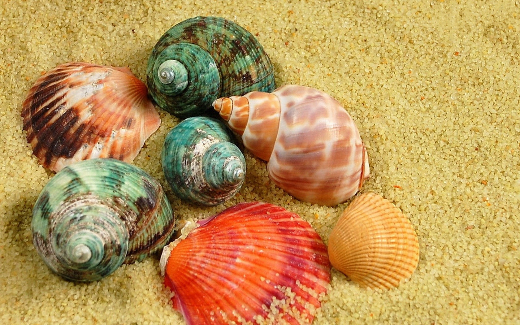 Download Colors Nature Shell Wallpaper