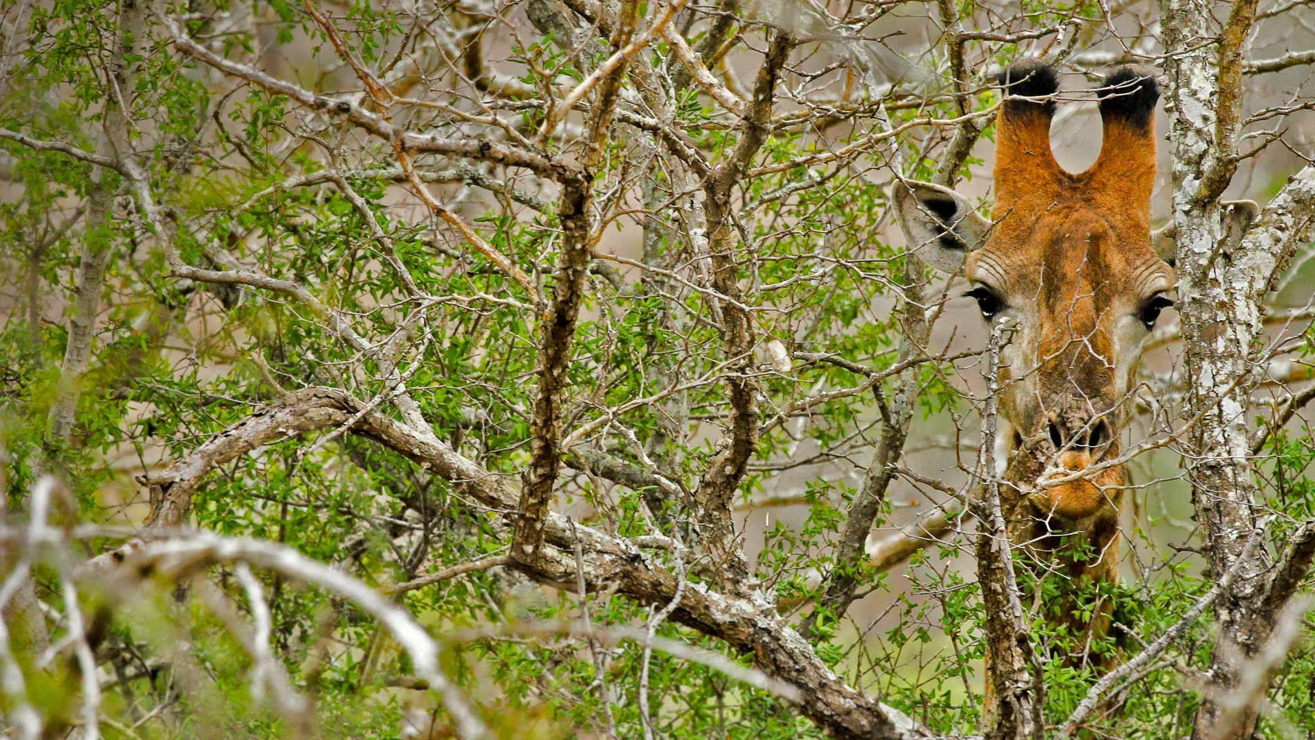 Download Tree Animal Giraffe HD Wallpaper