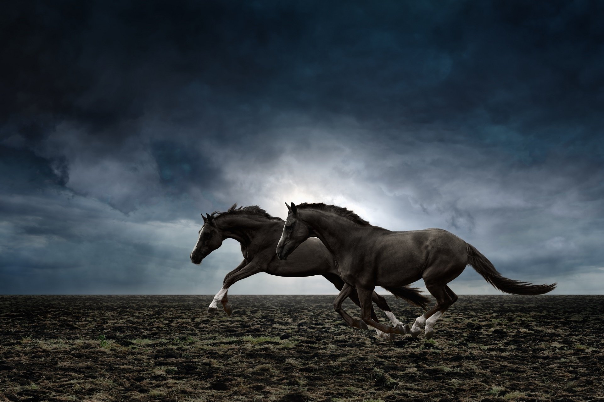 Majestic Black Horses Racing Under Dark Skies – HD Animal Wallpaper