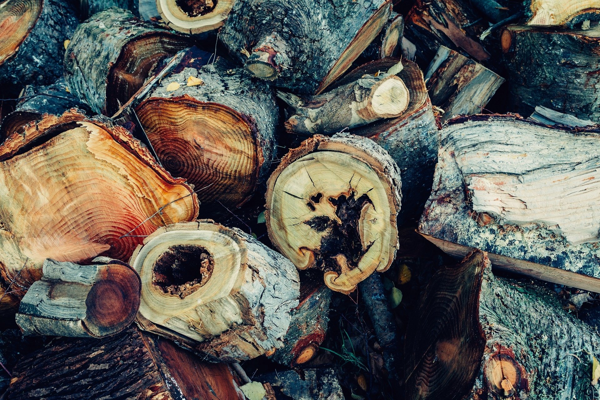 Download Nature Wood HD Wallpaper