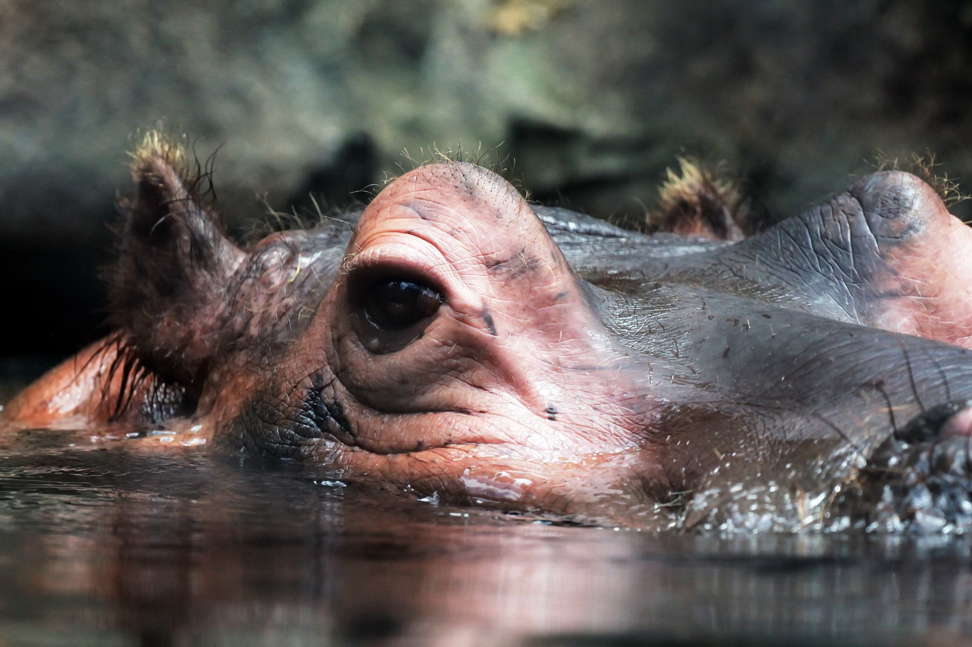 Background With Cute Hippo
