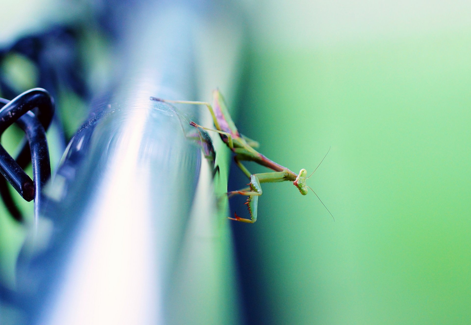 Download Macro Insect Animal Praying Mantis HD Wallpaper by Jacob Edmiston