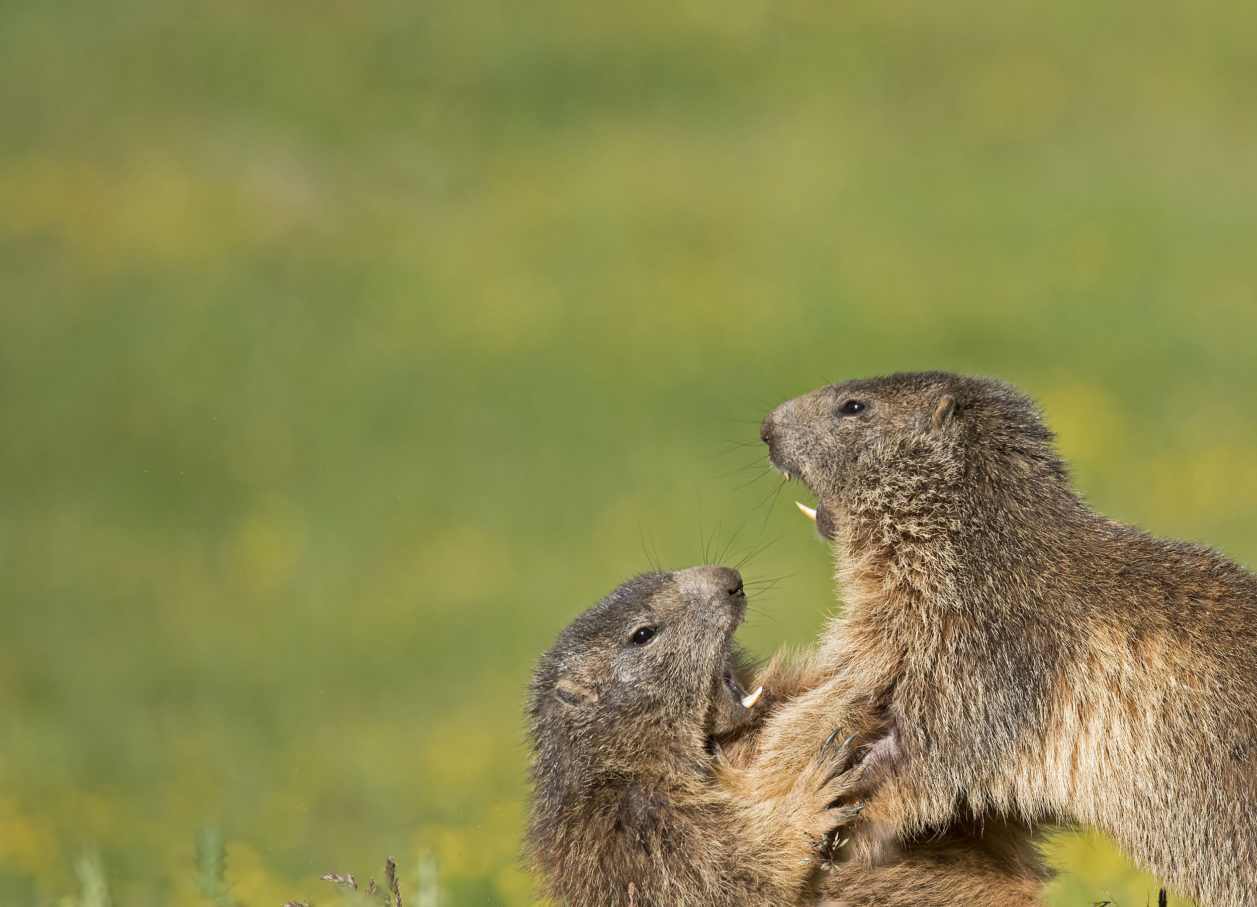 Download Animal Marmot HD Wallpaper