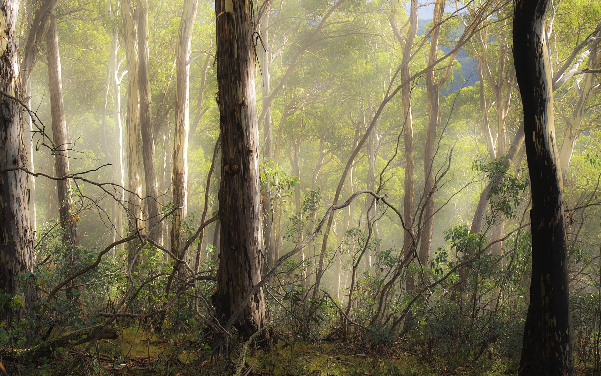 Misty Forest — 2K Quad HD Tree & Nature Wallpaper | 2560x1600 ...