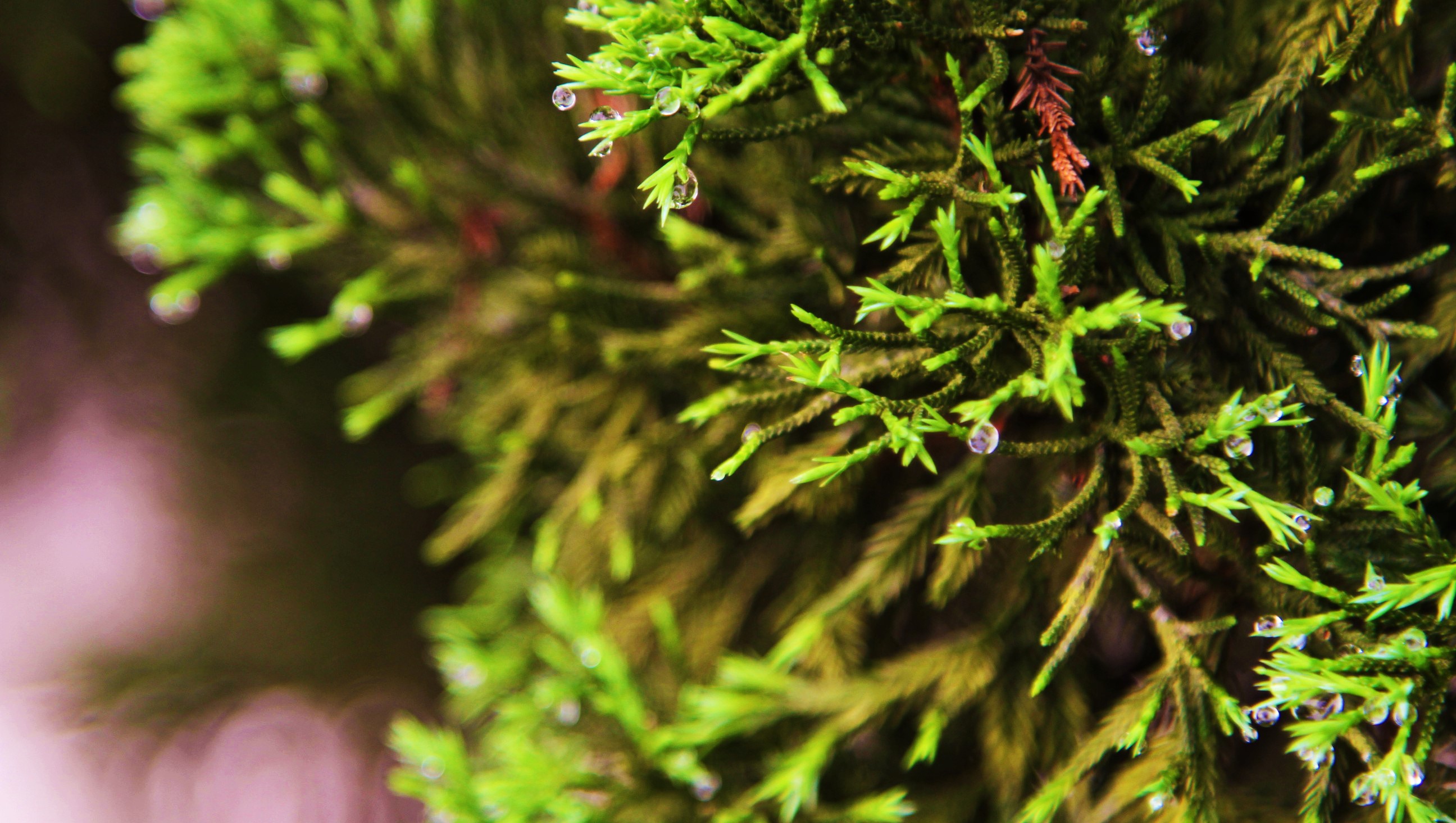 Christmas Mist by Hieu353Extrope