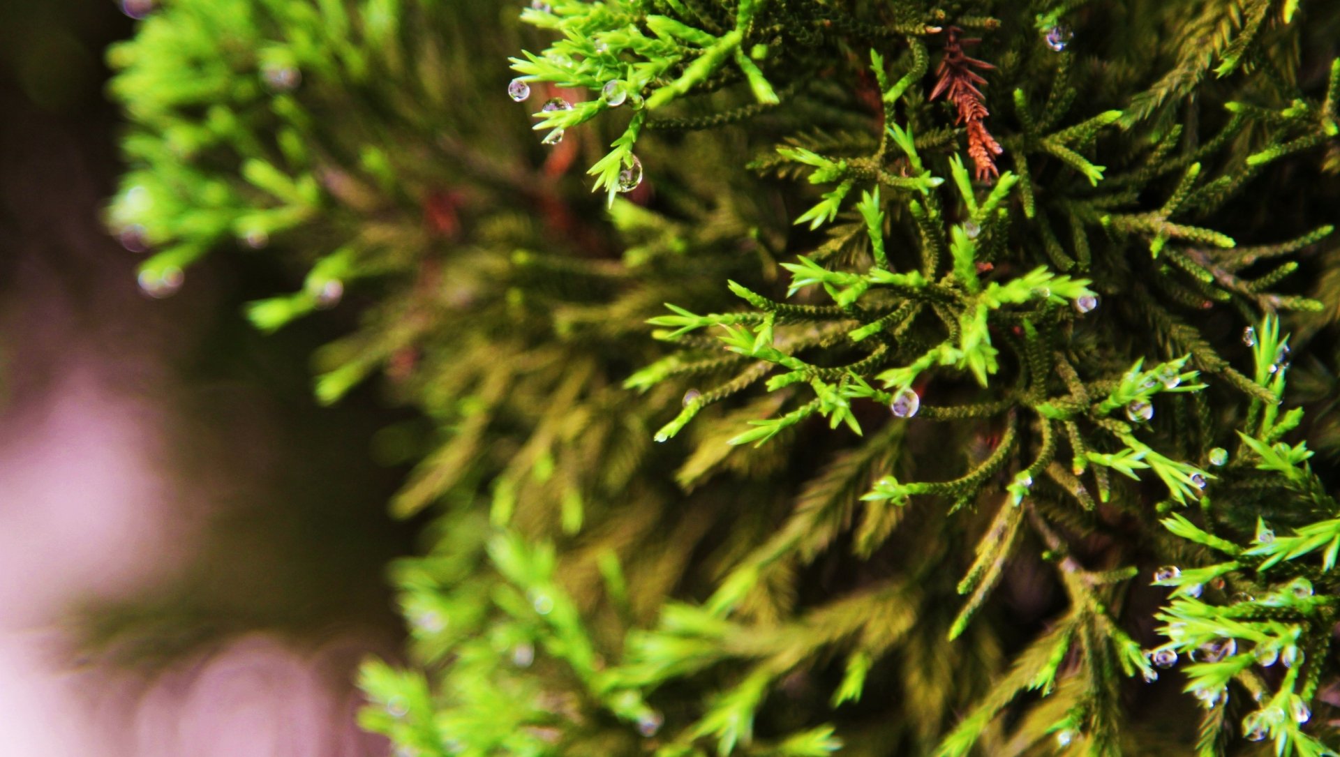 Christmas Mist by Hieu353Extrope