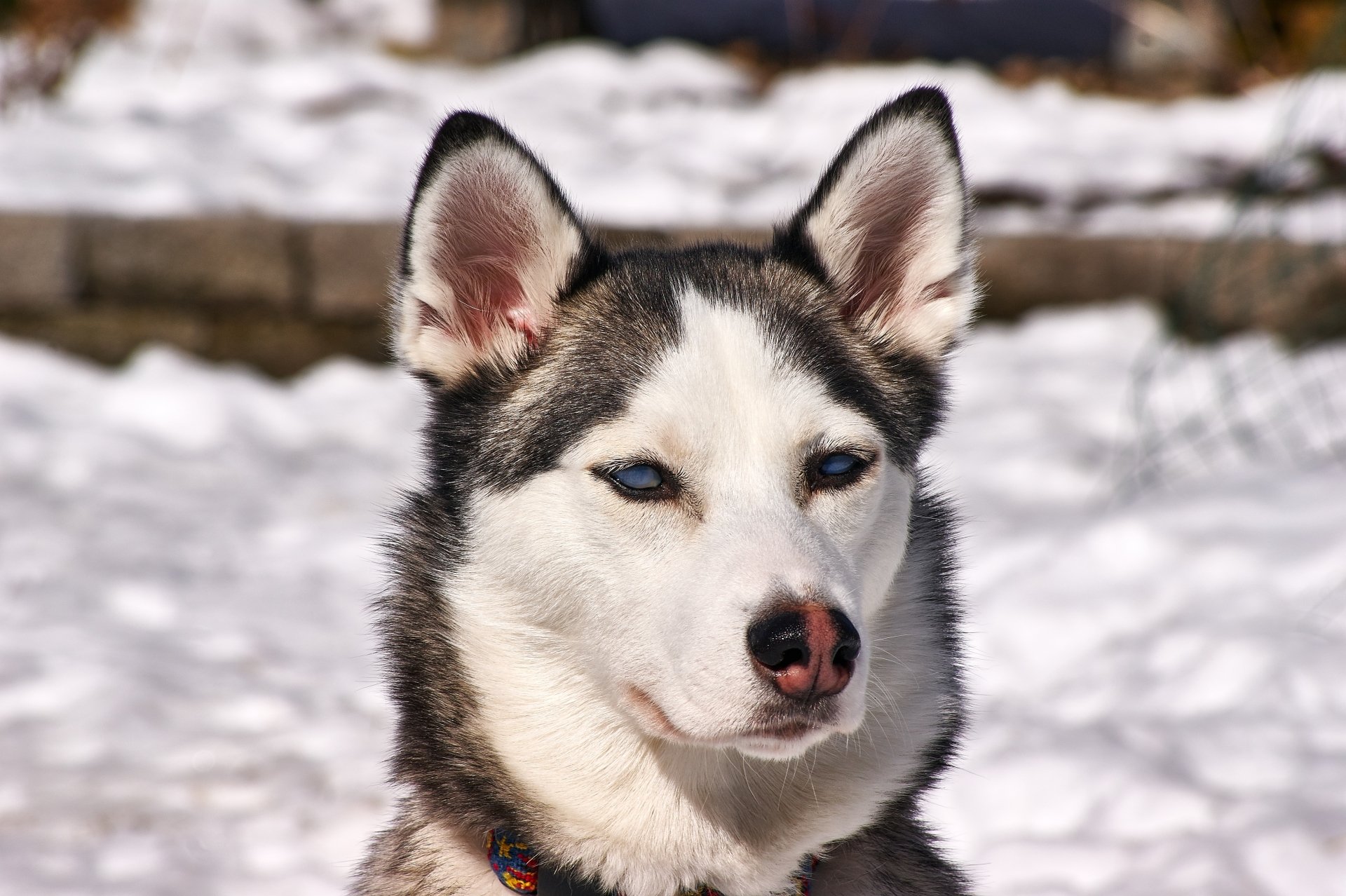 4K Ultra HD Majestic Husky Portrait – Stunning Snowy Canine Beauty