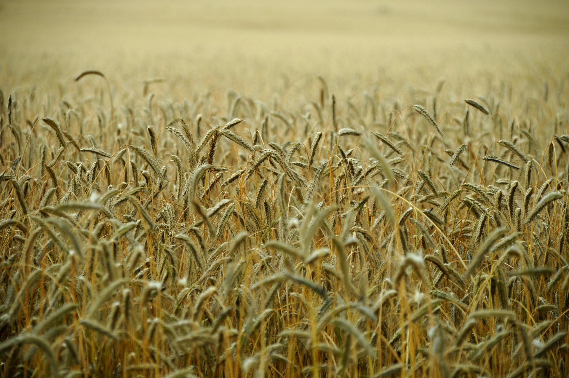 Download Nature Summer Field Wheat 4k Ultra HD Wallpaper