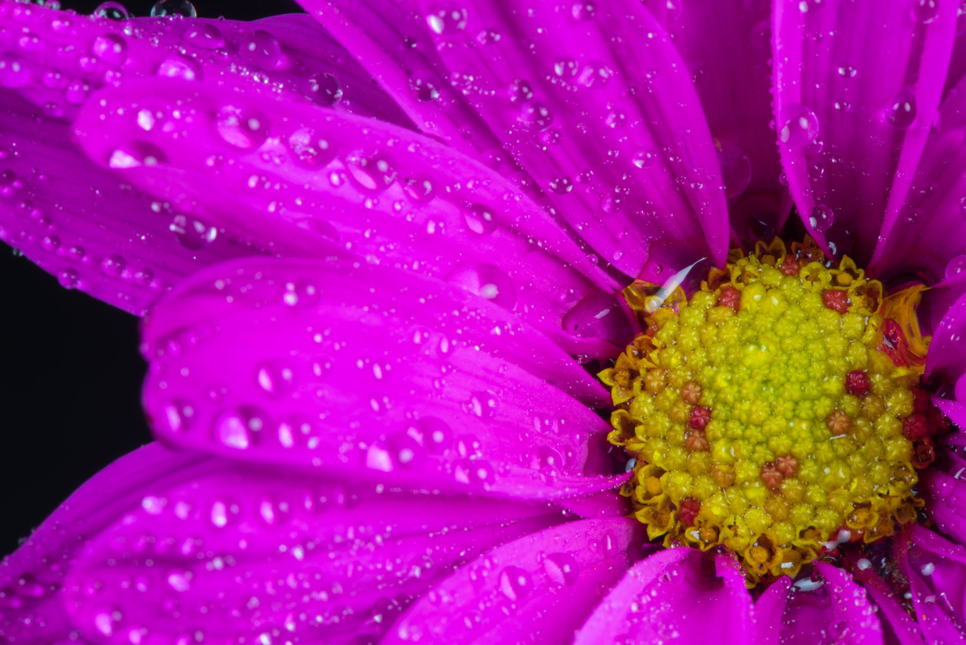 Dew-Kissed Pink — 5K Ultra HD Flower Close-Up | 6016x4016 | Wallpaper Abyss