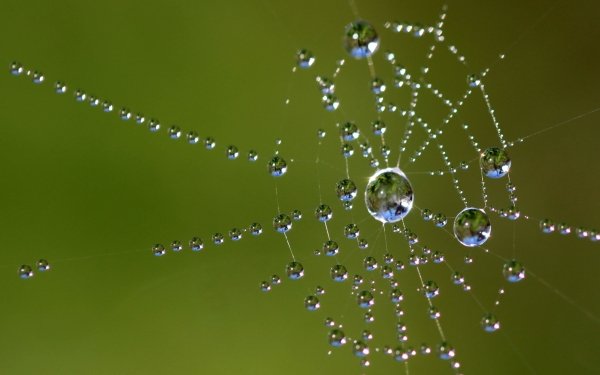 Spider Web 4k Ultra HD Wallpaper | Background Image | 4603x3067 | ID ...