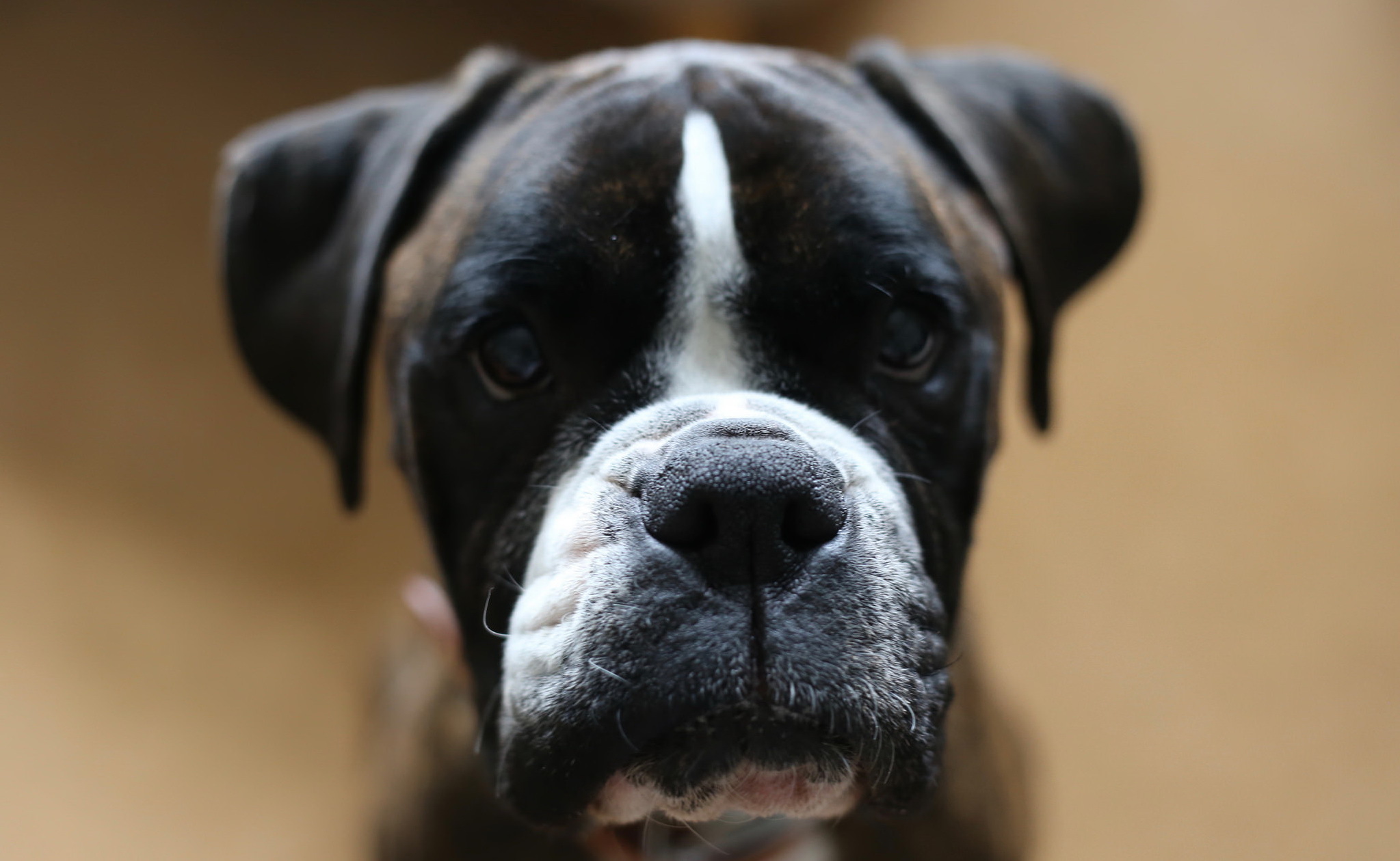 Download Muzzle Dog Animal Boxer (dog) HD Wallpaper