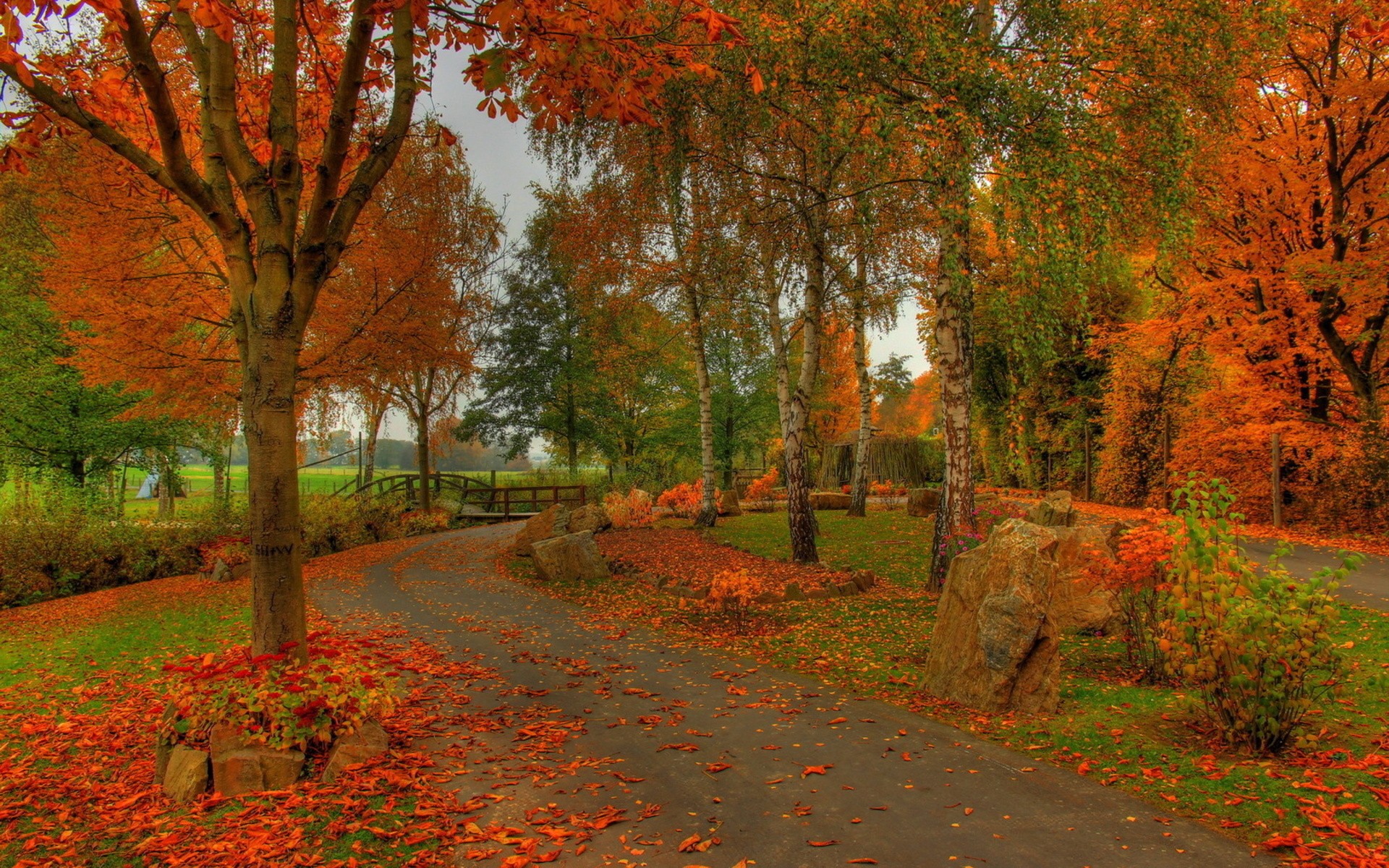 Download Tree Path Fall Photography Park HD Wallpaper