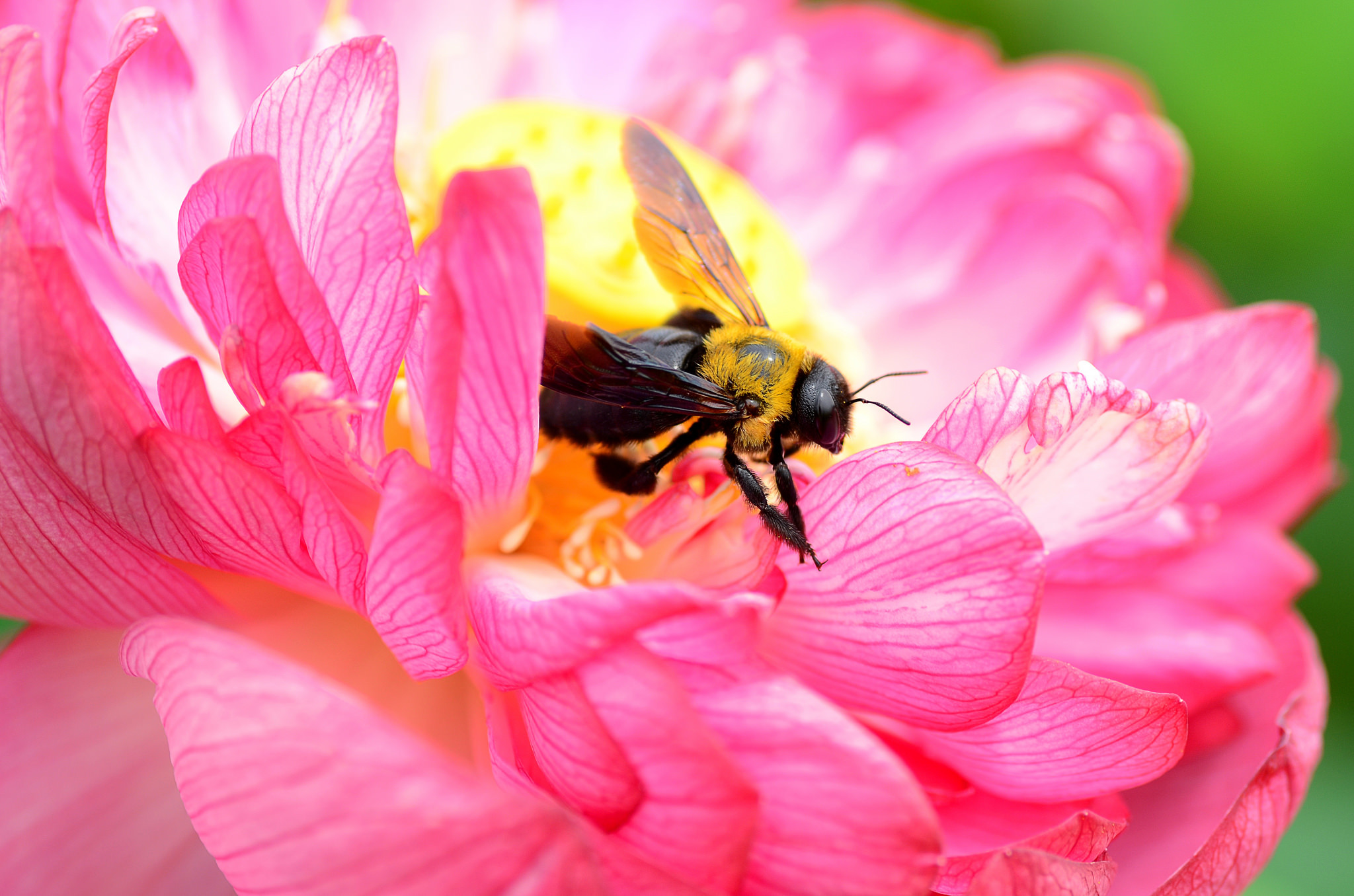 Download Pink Flower Flower Macro Insect Animal Bee HD Wallpaper