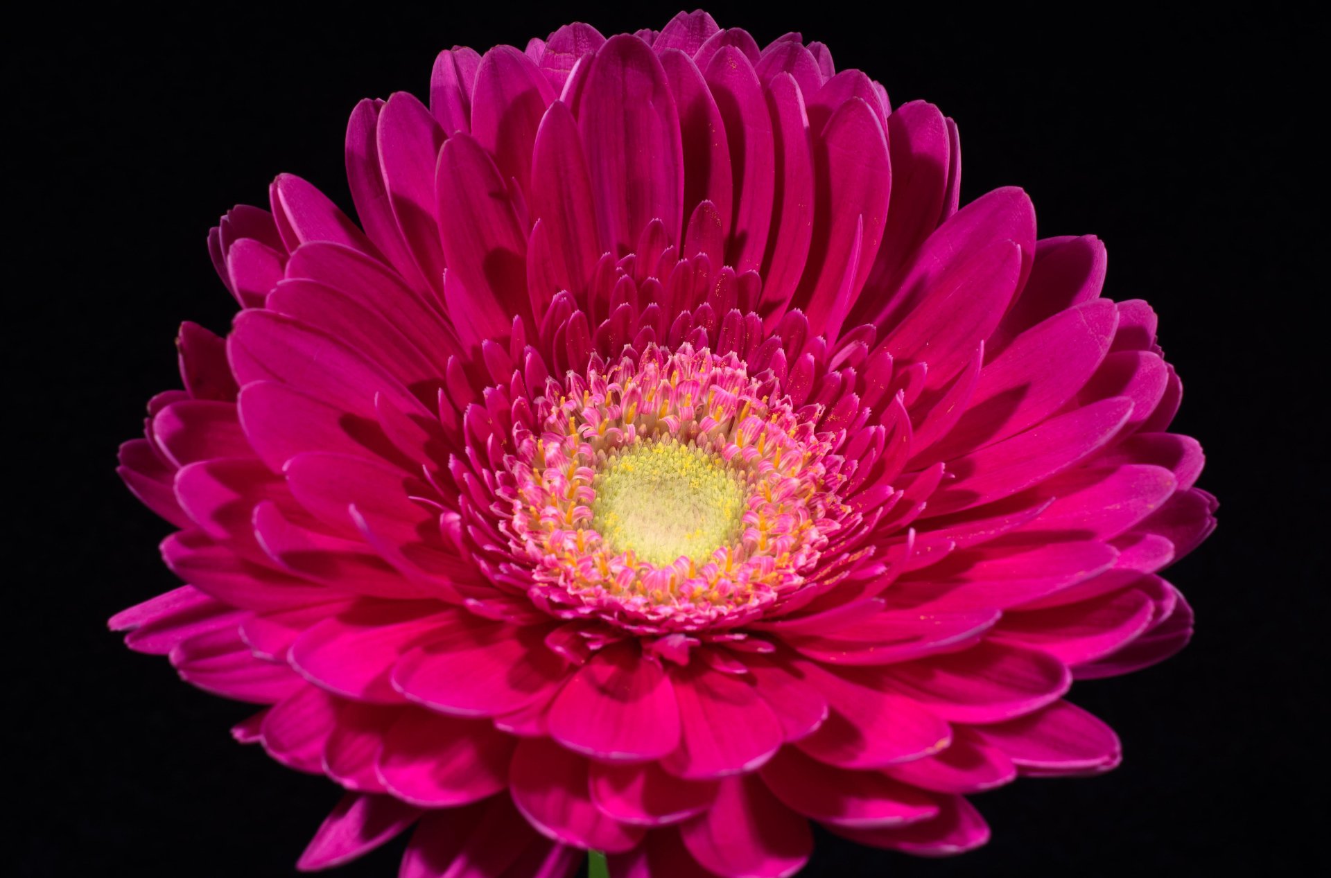 Download Pink Flower Flower Nature Gerbera 4k Ultra HD Wallpaper