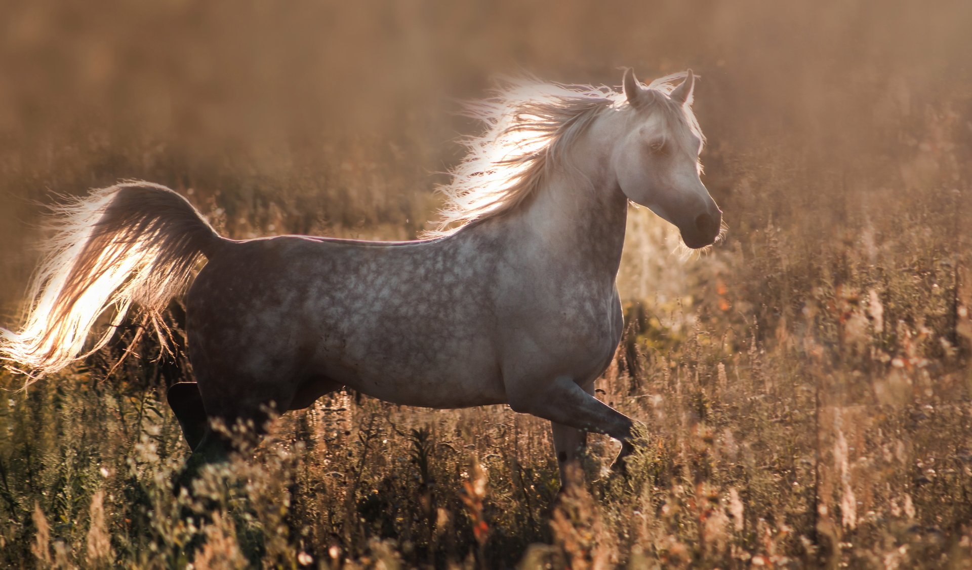 Majestic Horse in 4K Ultra HD Wallpaper