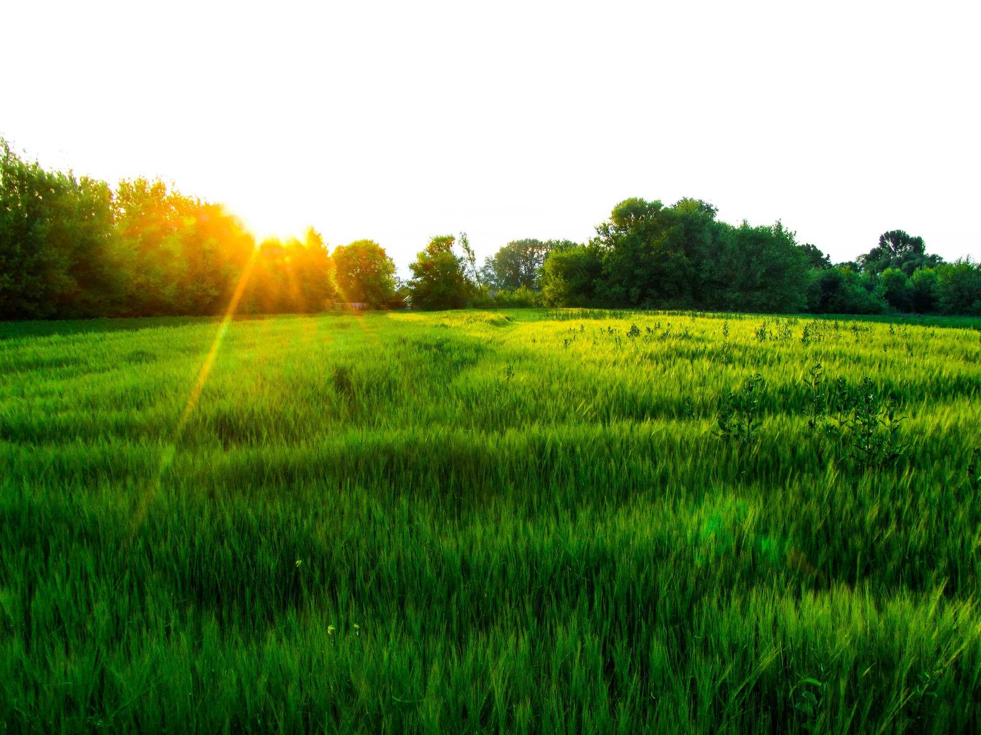 Download Nature Field 4k Ultra HD Wallpaper by Vergilius