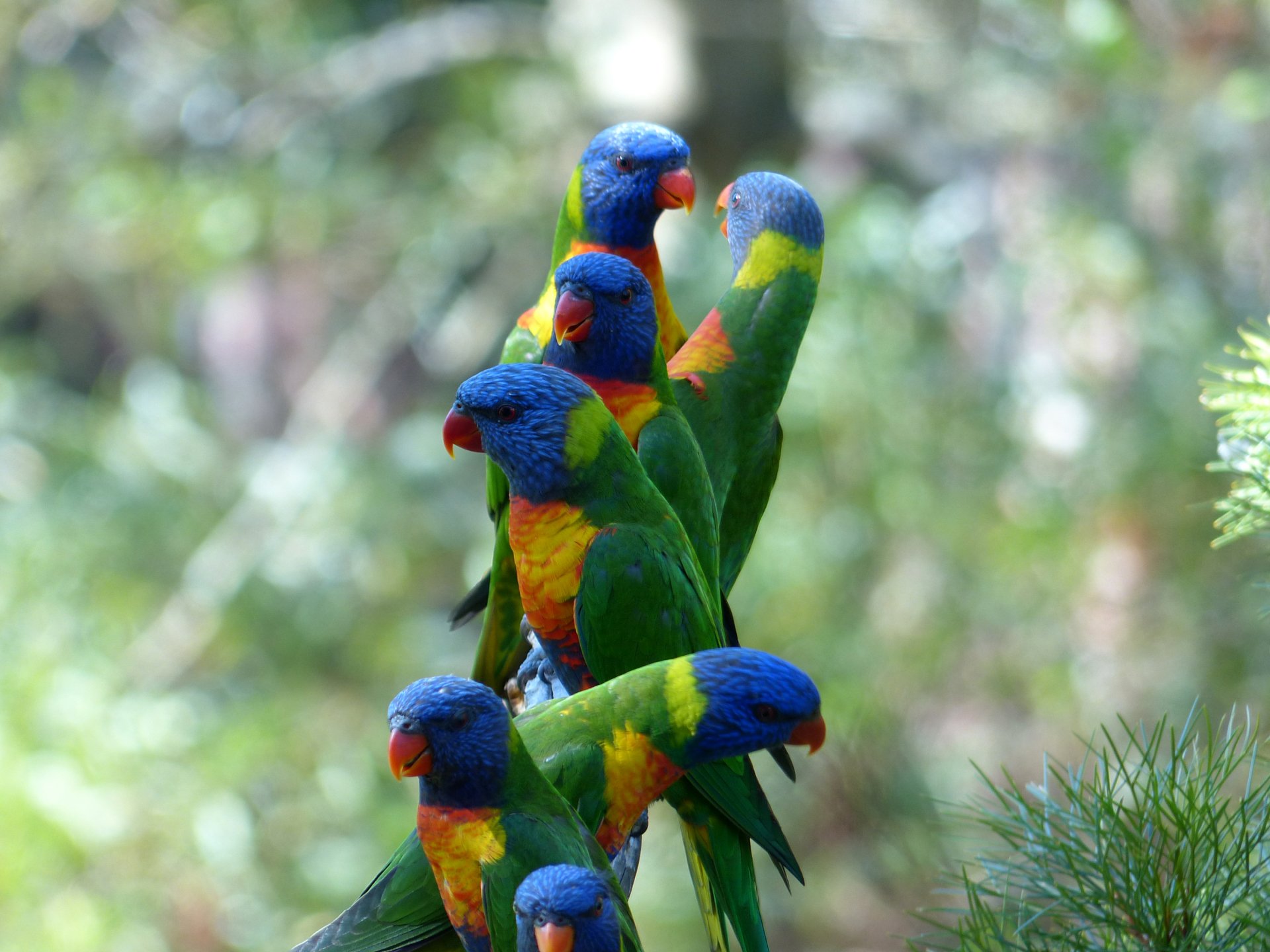 Download Parrot Animal Rainbow Lorikeet HD Wallpaper