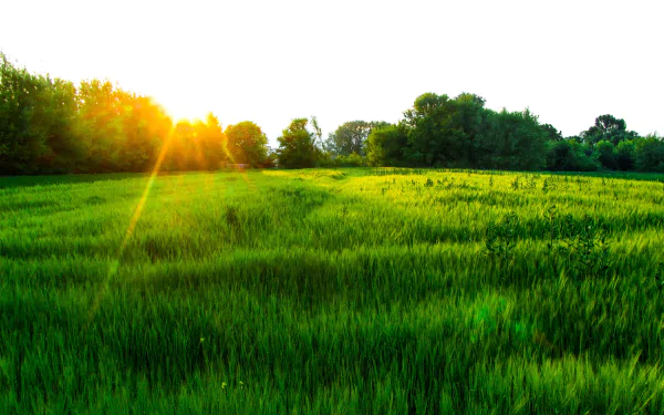 [580+] Field 4k Wallpapers