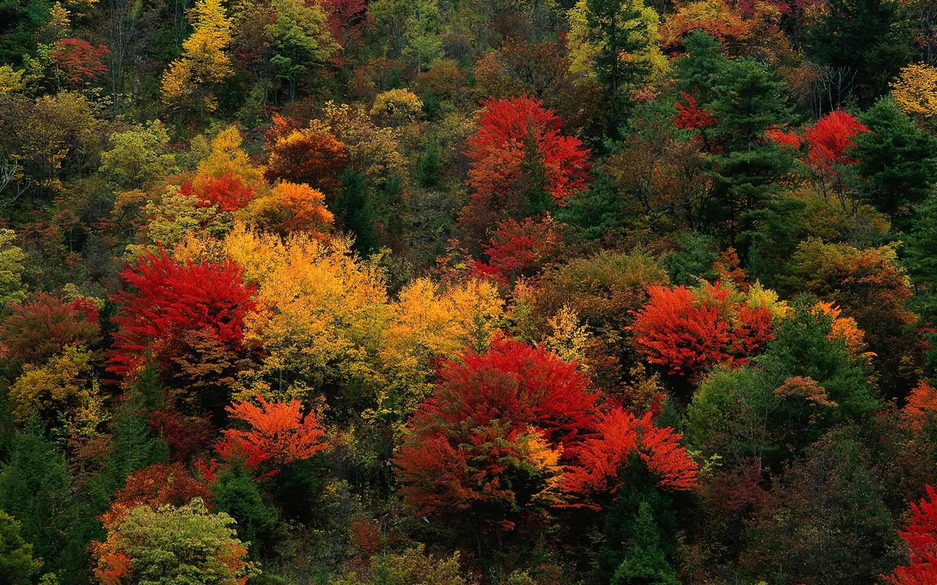 Download Tree Fall Nature Forest HD Wallpaper