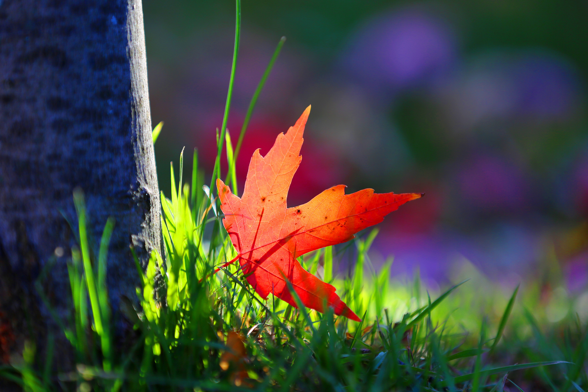 Download Grass Nature Close-up Leaf HD Wallpaper