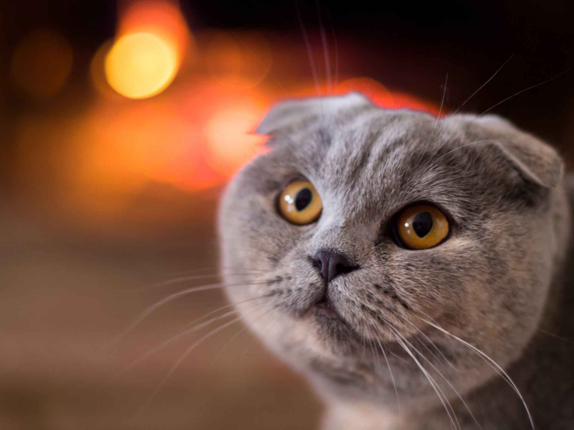 Cat HD Wallpaper