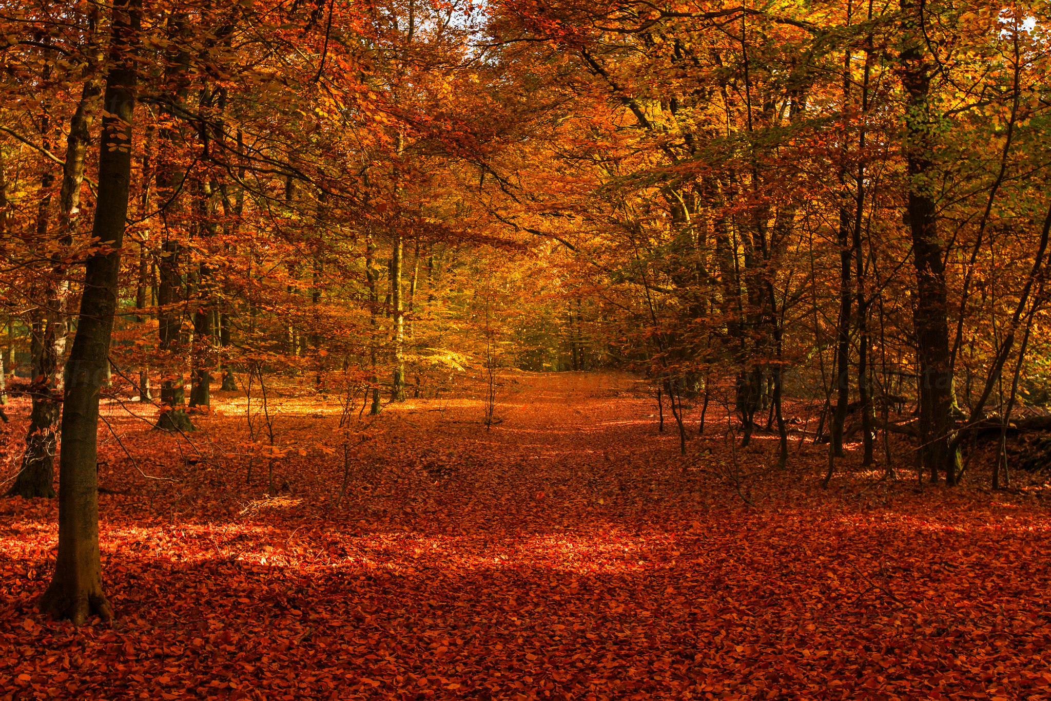 Download Leaf Path Forest Nature Fall HD Wallpaper