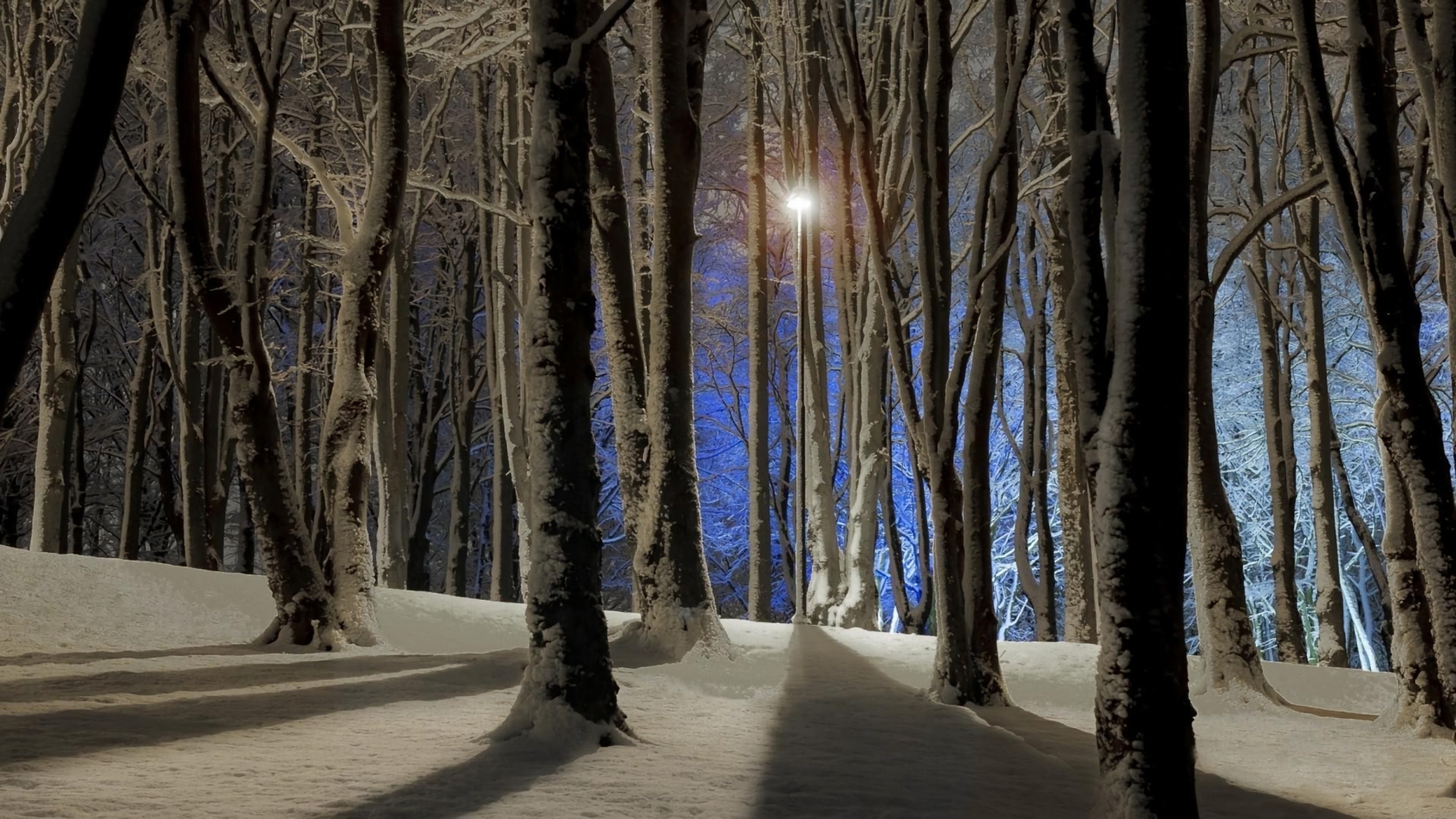 Winter Dusk in a Snowy Forest - HD Wallpaper