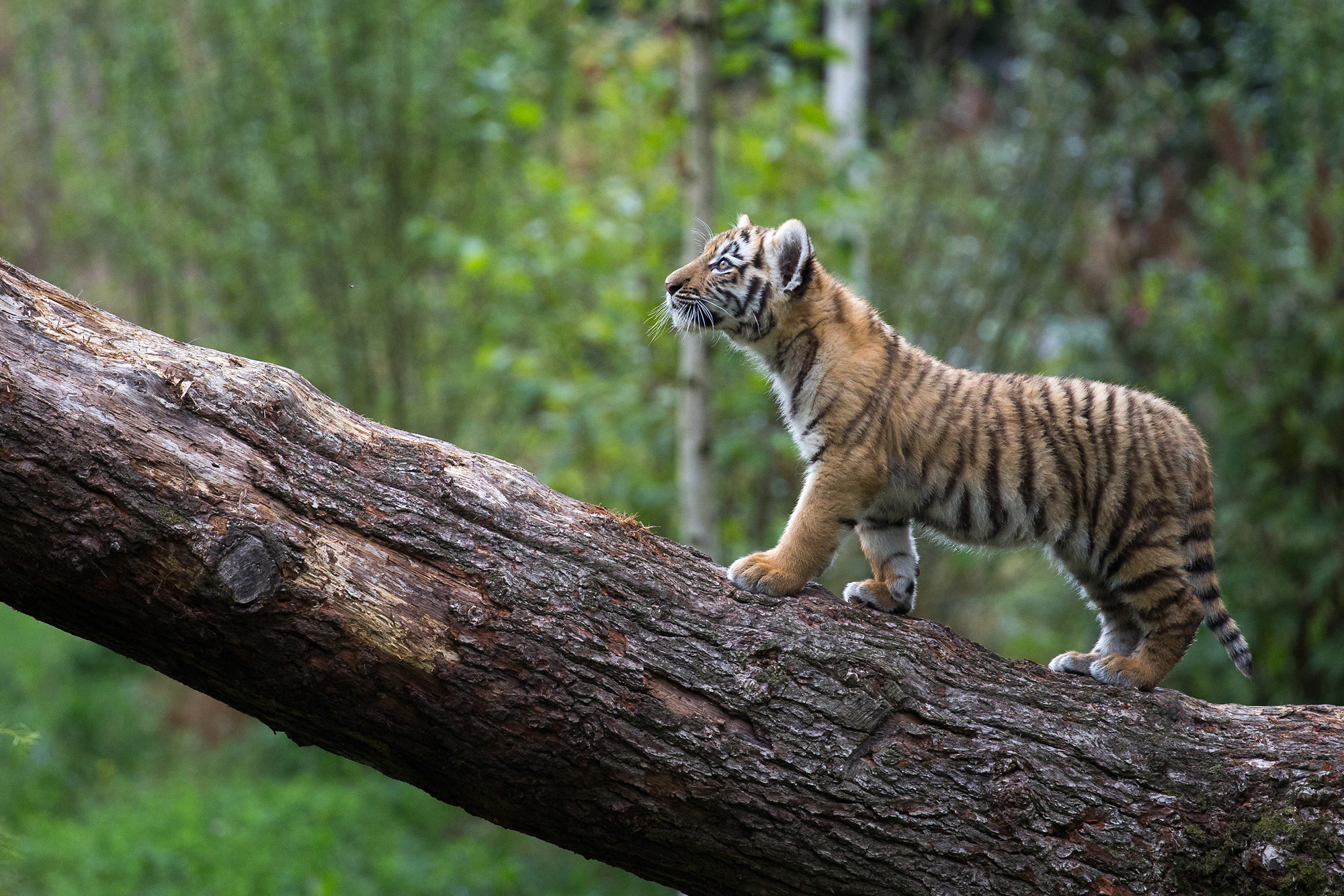 Baby Tiger Hd