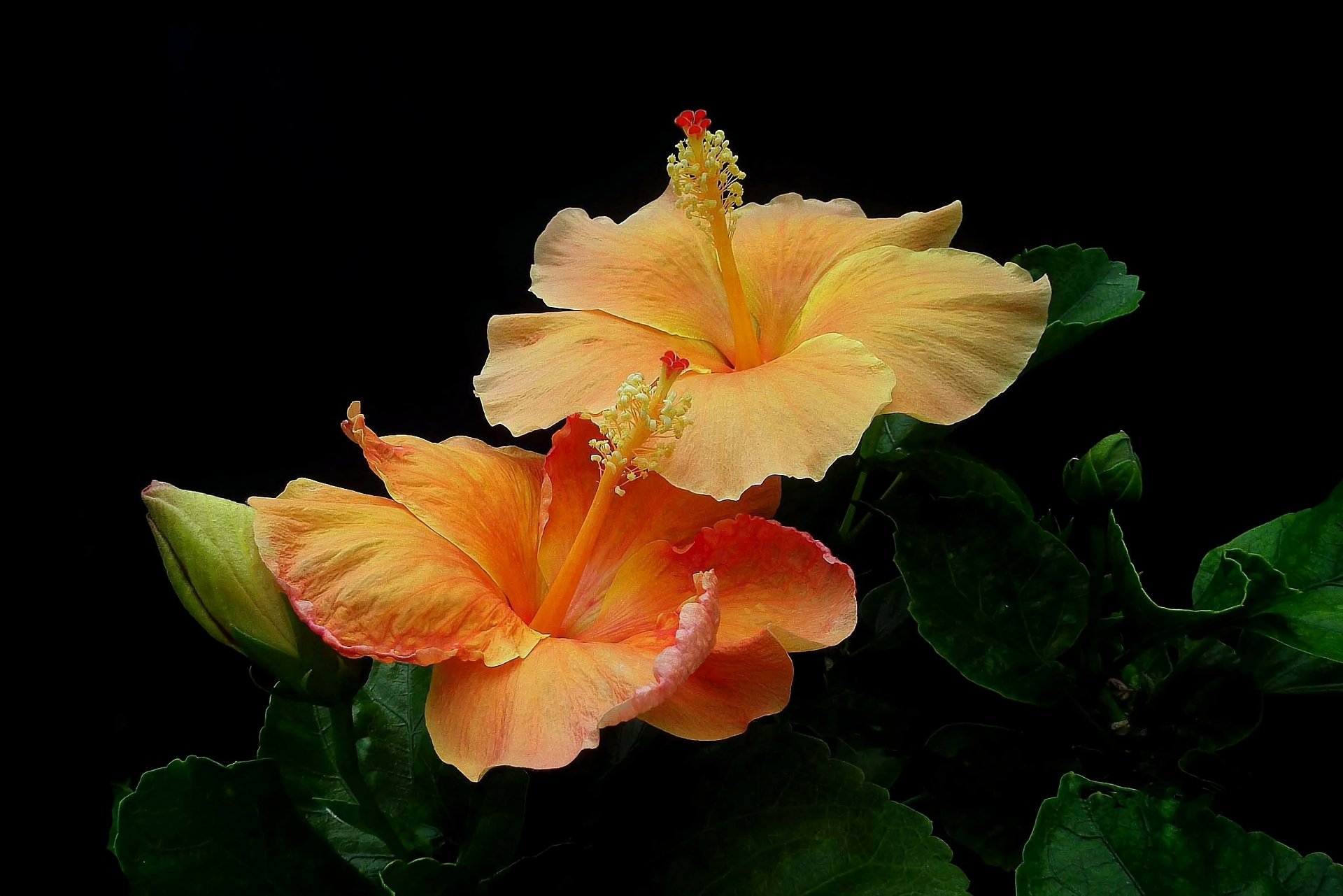 Download Orange Flower Flower Nature Hibiscus HD Wallpaper | 1920x1281 ...