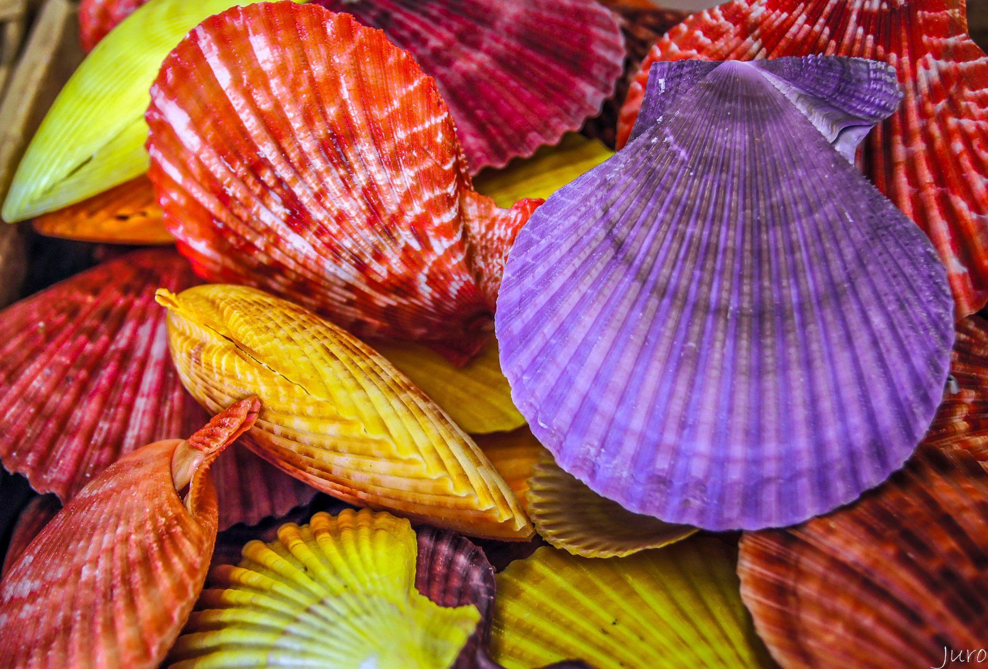 Download Colorful Colors Nature Shell HD Wallpaper
