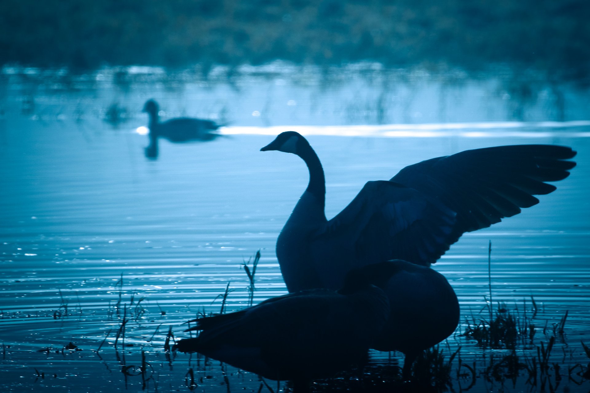 Download Bird Animal Goose HD Wallpaper