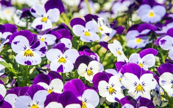 Fleur - A Gallery By: izabel At Alpha Coders