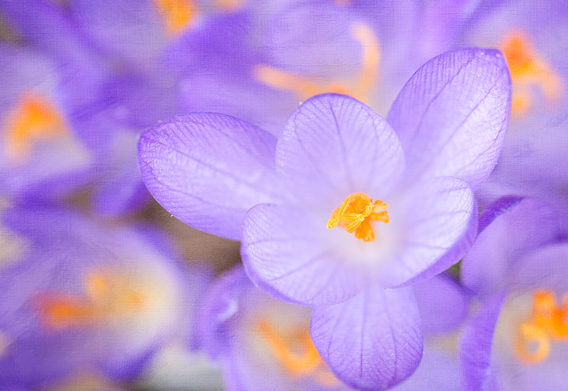 Crocus HD Wallpaper