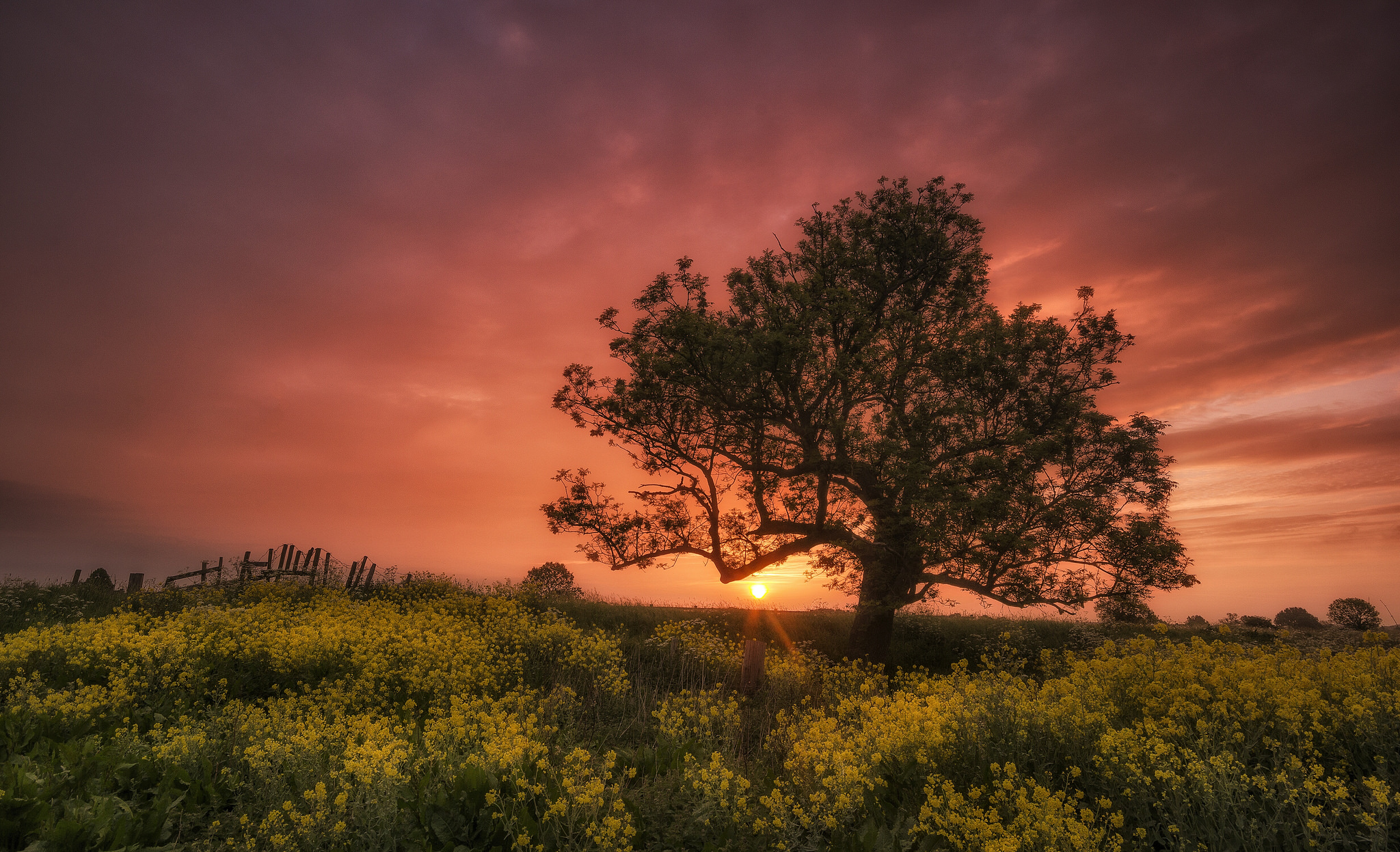 Download Yellow Flower Tree Flower Field Nature Sunset HD Wallpaper