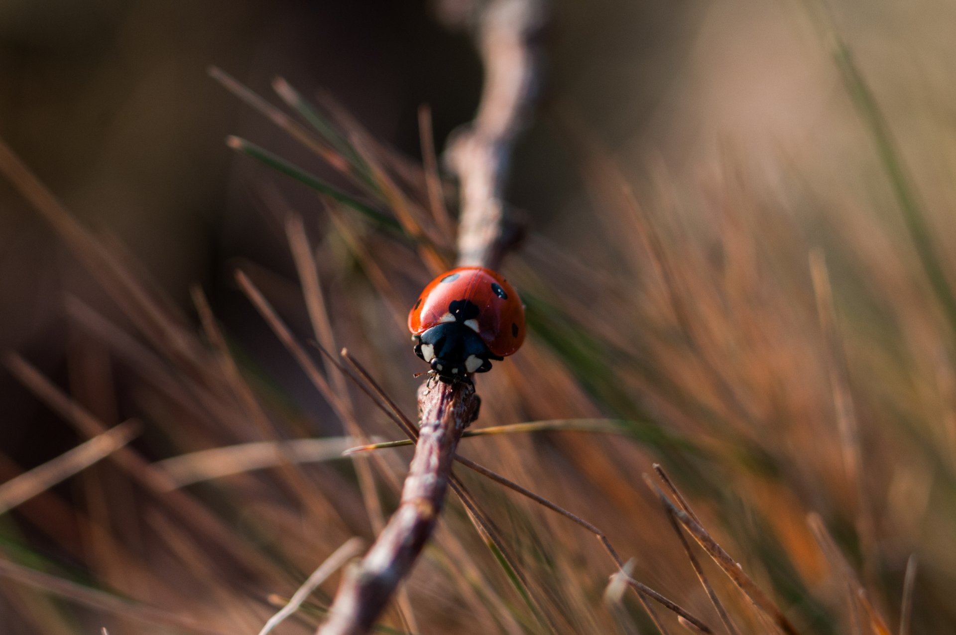 Download Blur Insect Animal Ladybug 4k Ultra HD Wallpaper