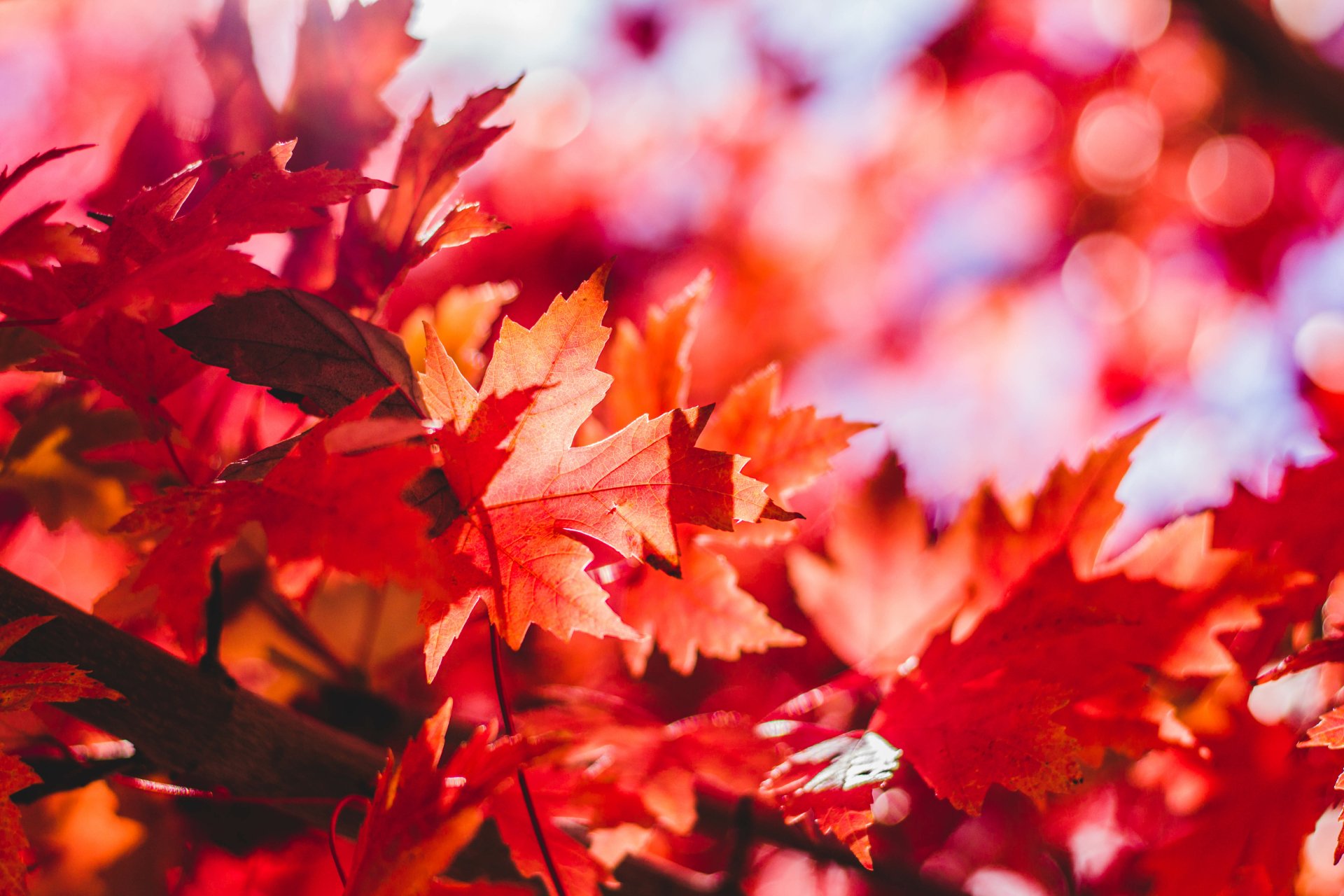 Download Fall Maple Leaf Bokeh Red Nature Leaf 4k Ultra HD Wallpaper