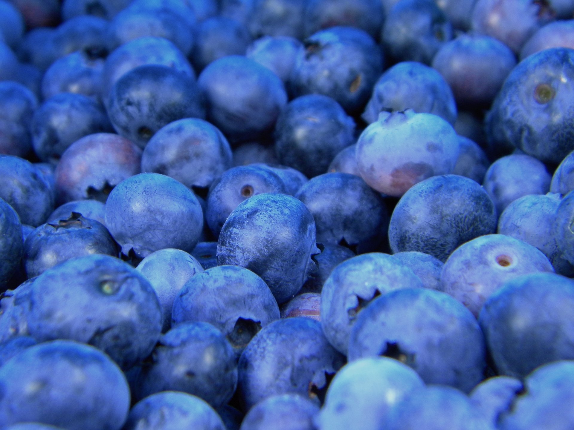 Download Close-up Fruit Berry Food Blueberry HD Wallpaper