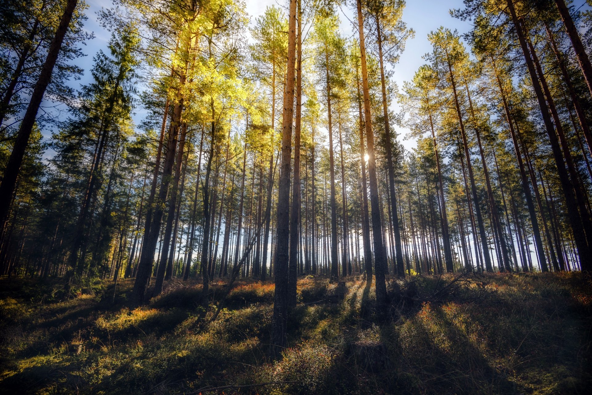 Download Sunny Tree Nature Forest 4k Ultra HD Wallpaper | 5982x3993 ...