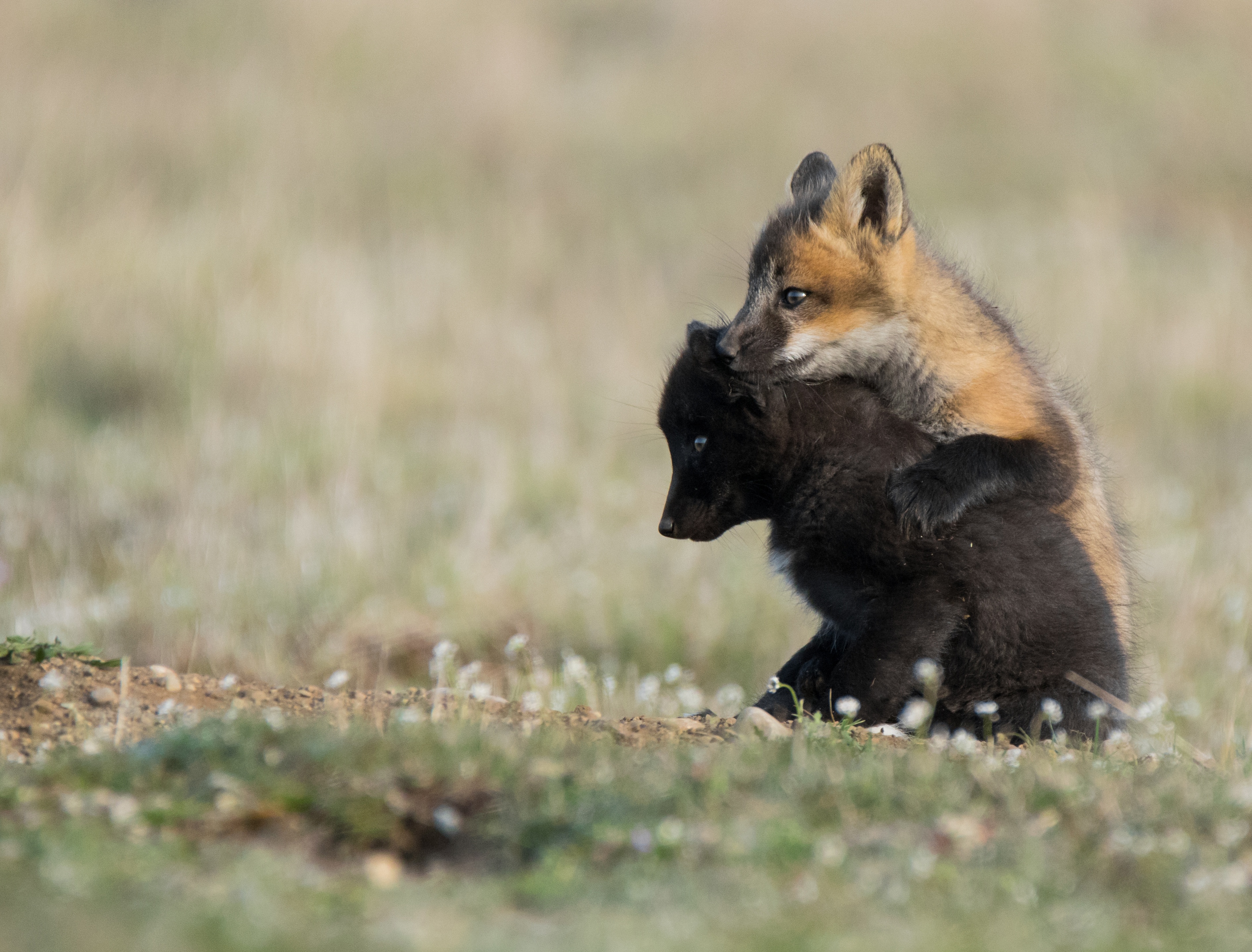 Adorable Fox Cubs Hugging – HD Baby Animal Blur Wallpaper