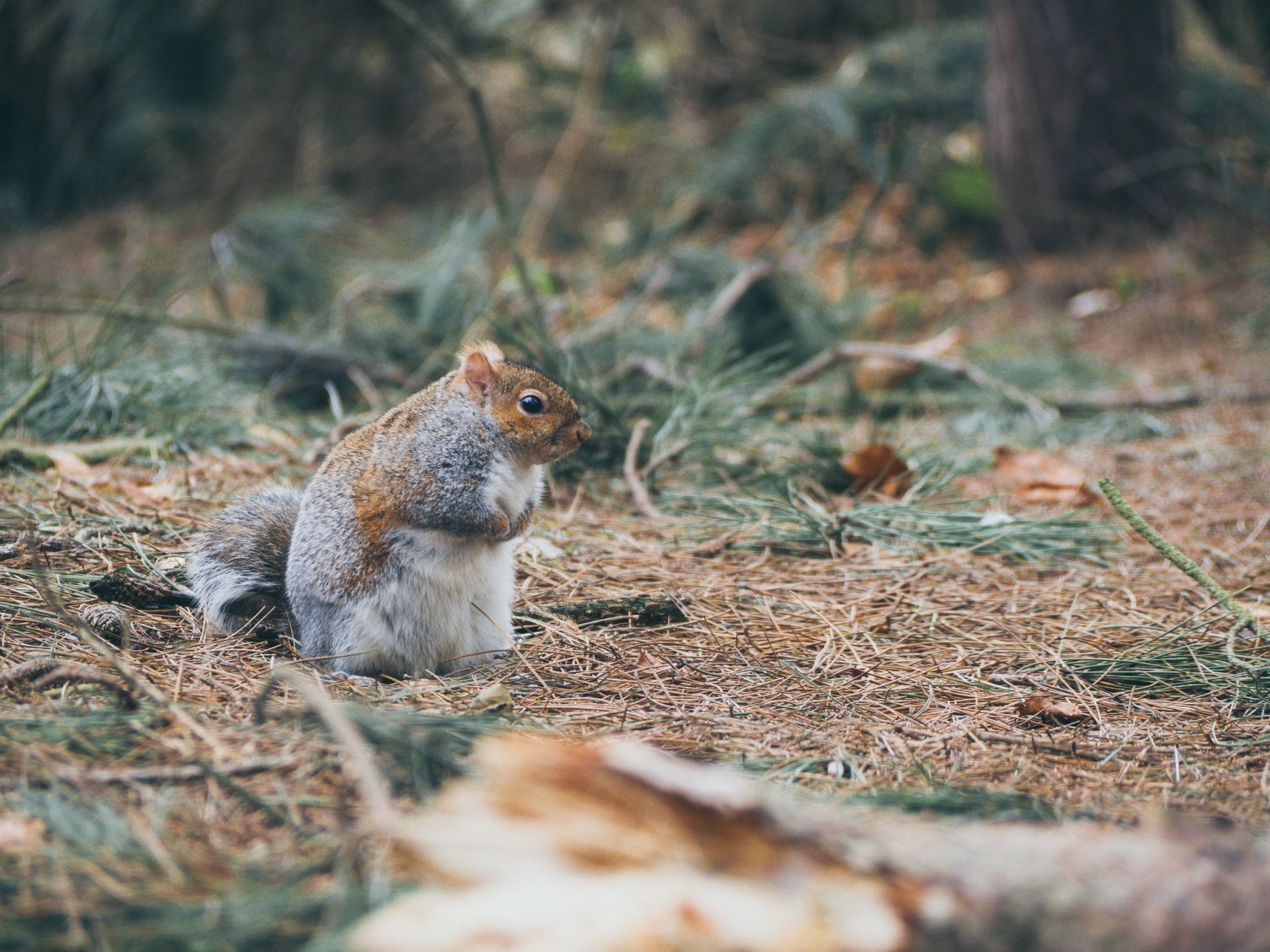 Download Rodent Animal Squirrel HD Wallpaper