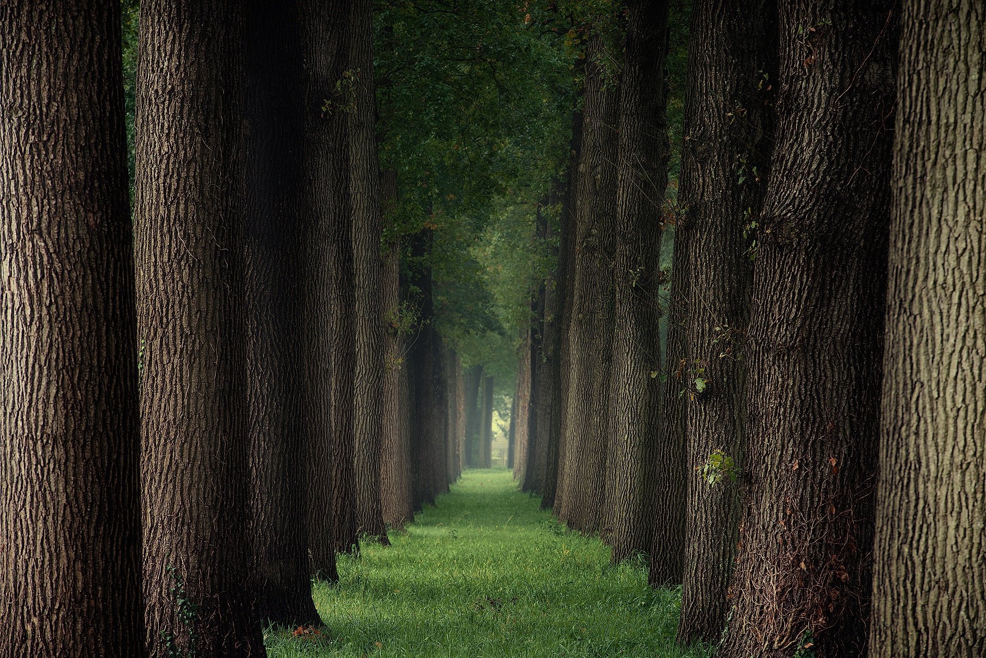 Serene Tree-Lined Pathway: HD Nature Wallpaper with Lush Green Grass