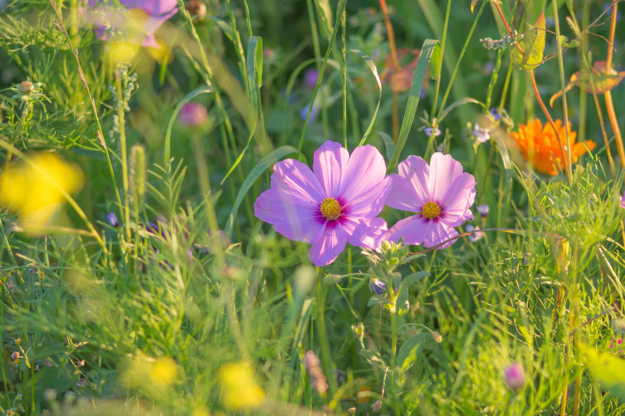 Download Purple Flower Flower Sunny Spring Grass Nature Cosmos HD Wallpaper