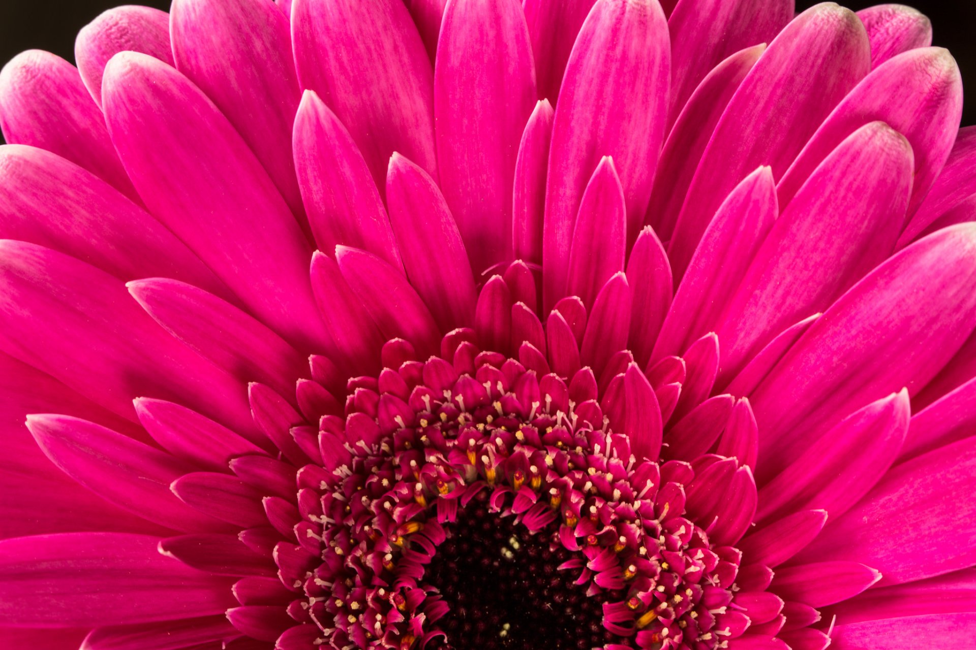 Radiant Pink Gerbera — Macro Nature HD Wallpaper by Ben-ah | 2048x1365 ...