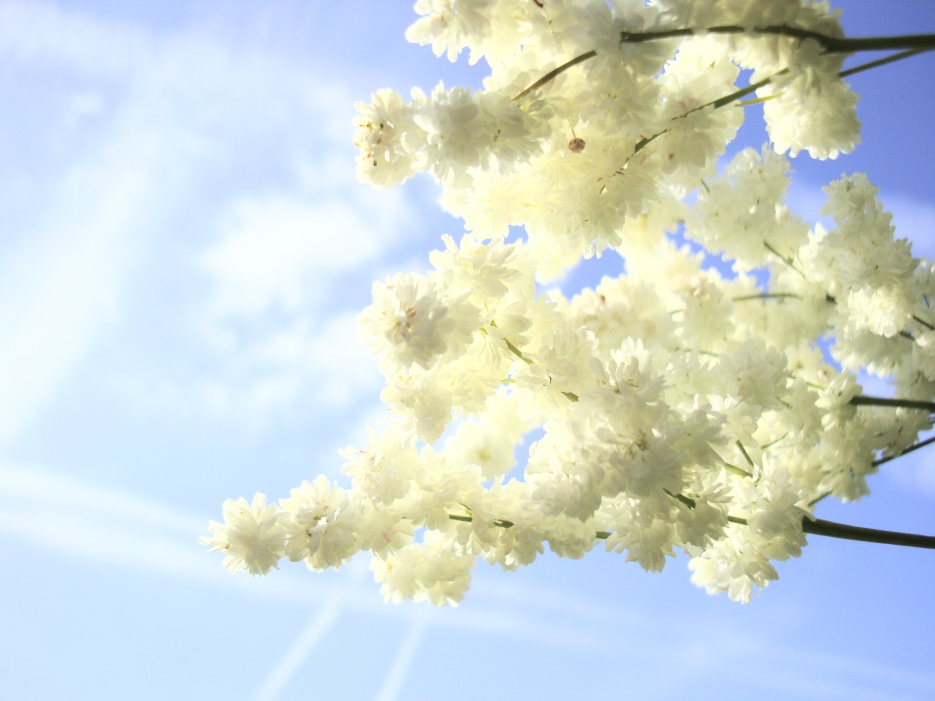 Serene Blossoms: Nature Flower HD Wallpaper
