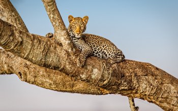 Leopard Pfp by John Fielding