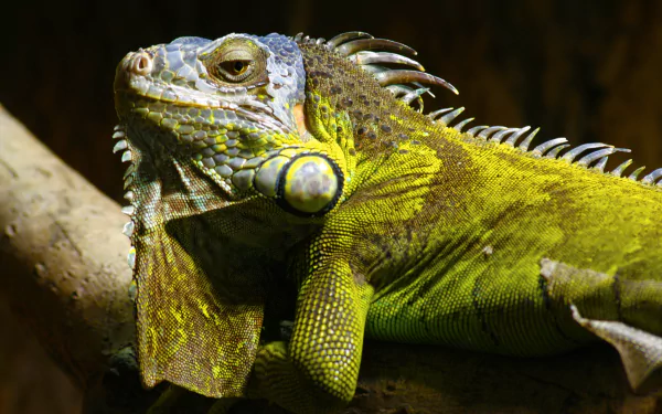 [100+] Reptile 4k Wallpapers