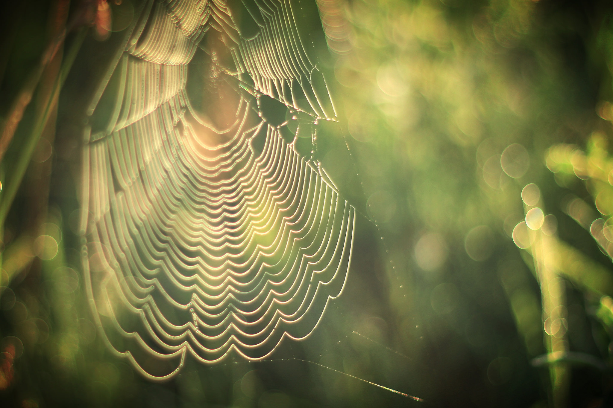 Download Bokeh Sunny Close-up Photography Spider Web HD Wallpaper by ...