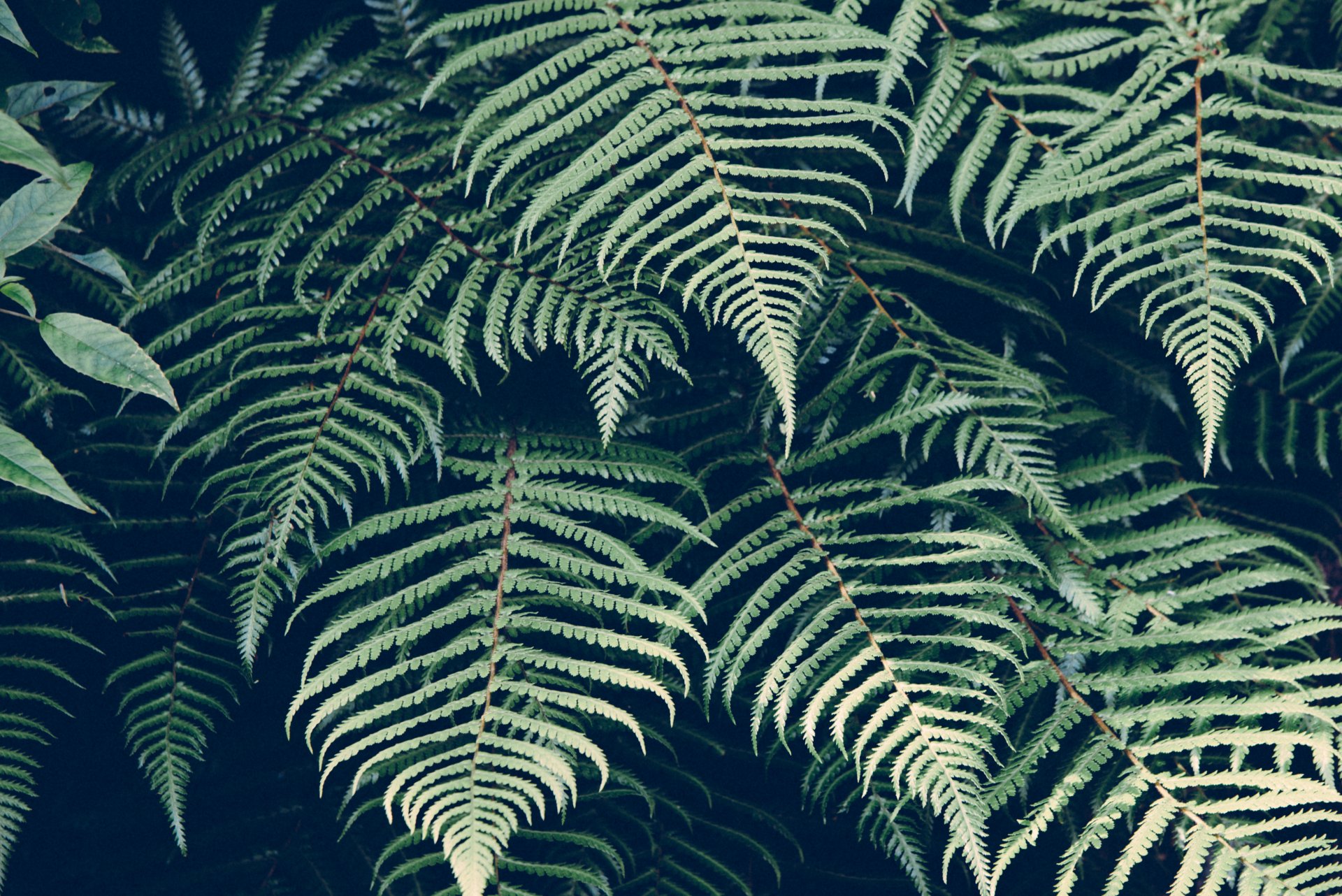 Download Green Nature Fern 4k Ultra HD Wallpaper