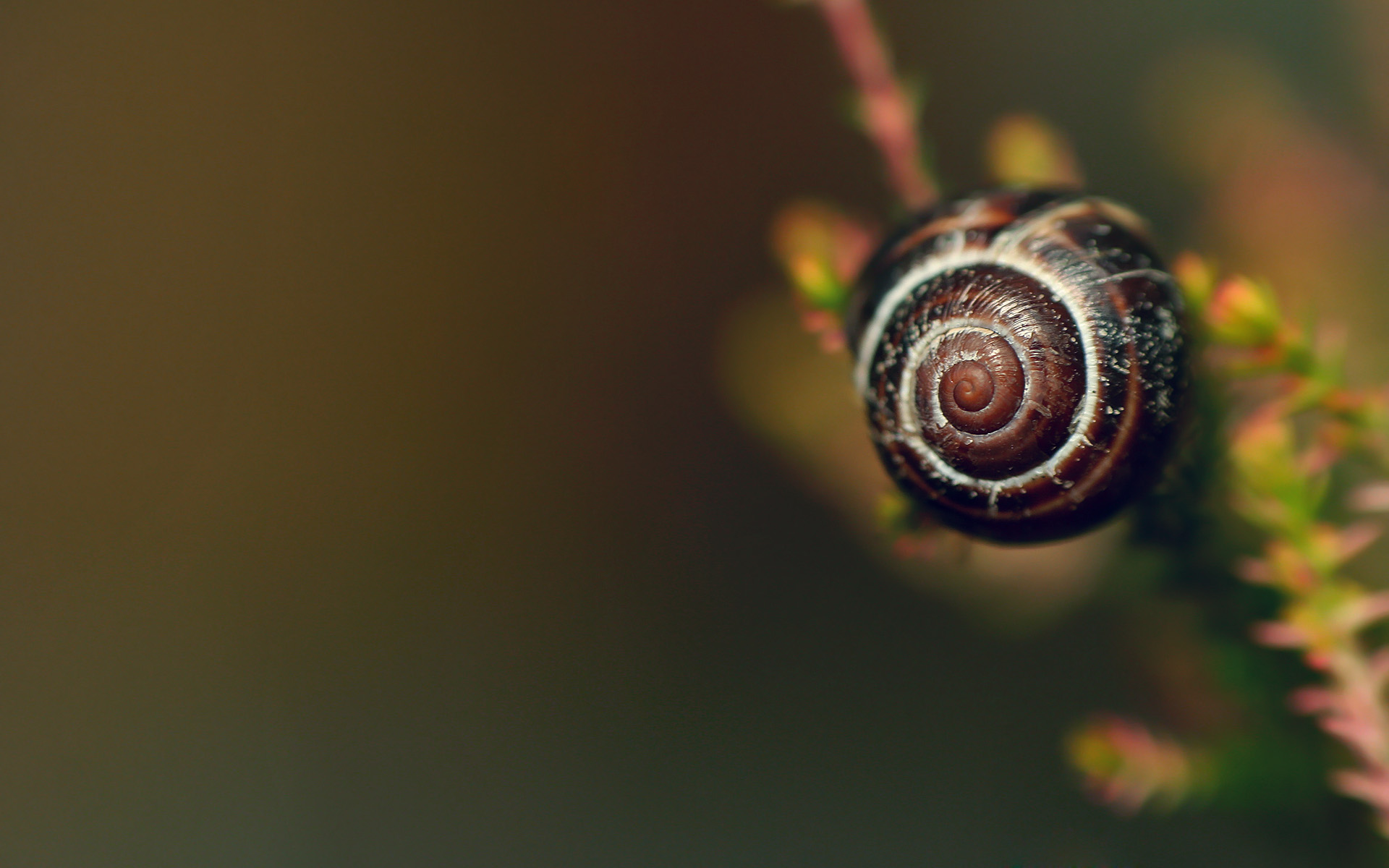 Nature's Detail: HD Close-Up Snail Spiral Wonder