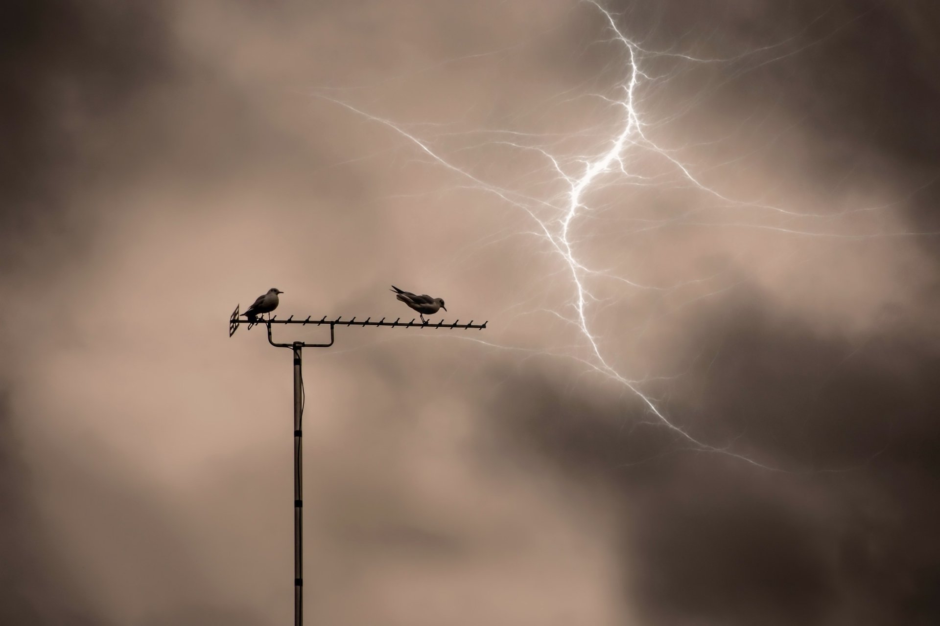 Download Aerial Bird Photography Lightning HD Wallpaper | 2560x1707 ...
